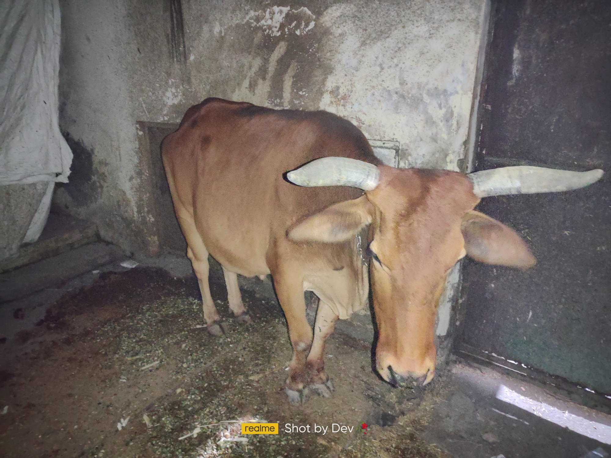 How I Helped Our Cow – The Good Around us!!